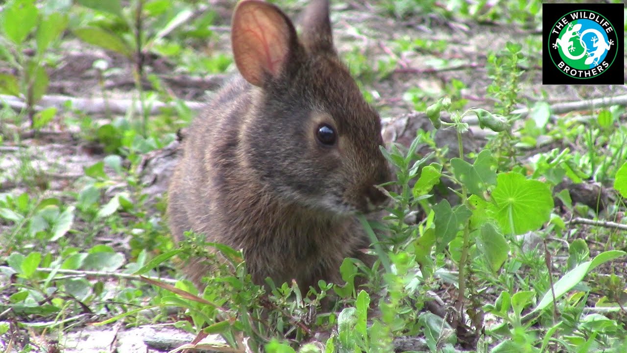 Rabbits can SWIM?! Florida's WEIRDEST Rabbit Species!