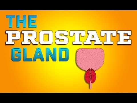 Functions Of The Prostate Gland And Nutritional Support