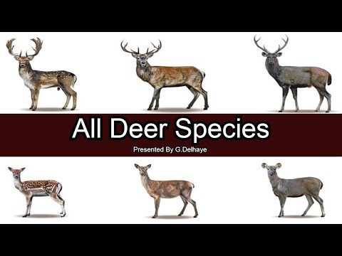 All Deer Species - Species List