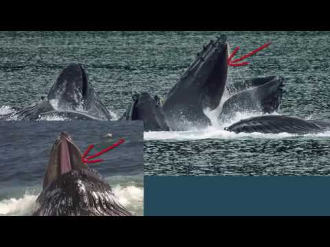 Are whales fish or mammals?