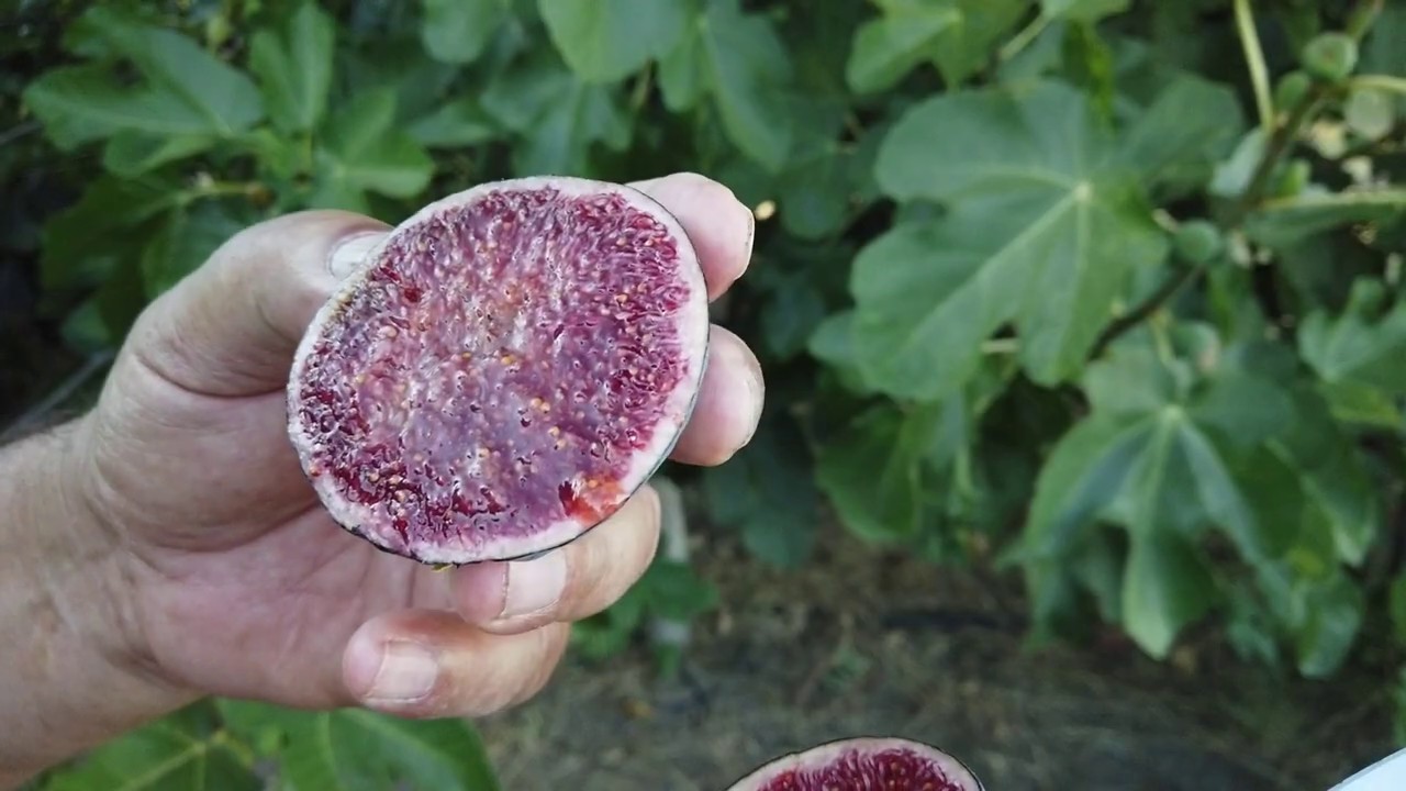 Bass' Favorite Fig