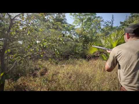Leopard hunt with hounds