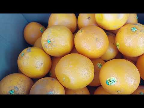 $2,400+ Azure Standard Organic Non-GMO LARGE Haul | HUGE | Gluten Free | Healthy Food |February 2024