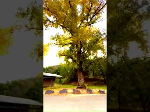 Large Poplar Tree Infected with Rust Disease#forest