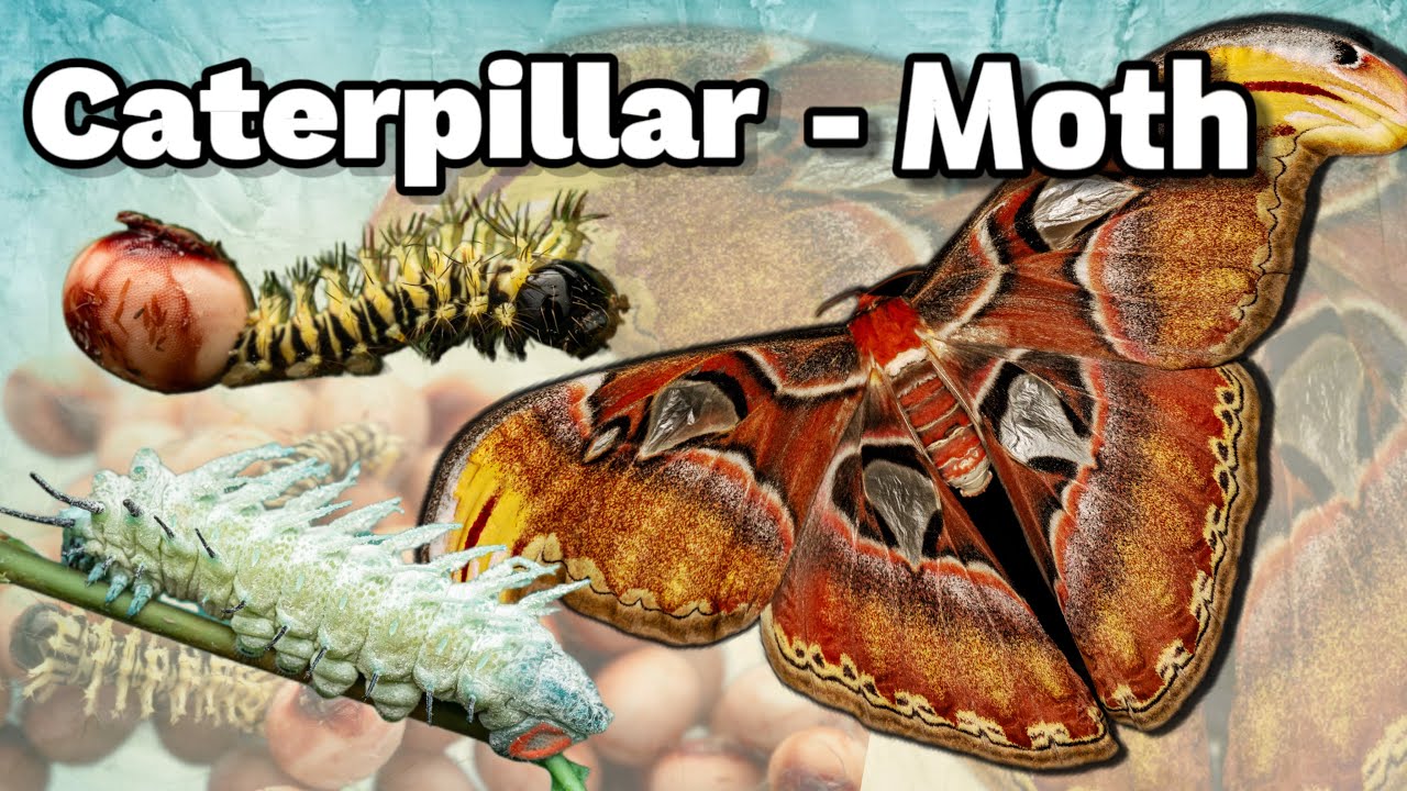Giant Atlas Moth quick lifecycle