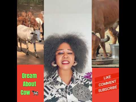 The meaning of cow🐄 in the dream. The interpretation.