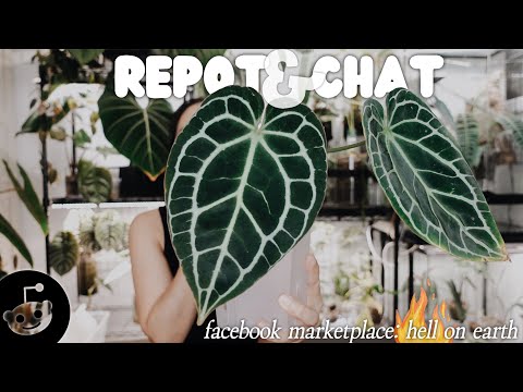 repot & chat #16 - facebook marketplace drama / reddit AITA 😒