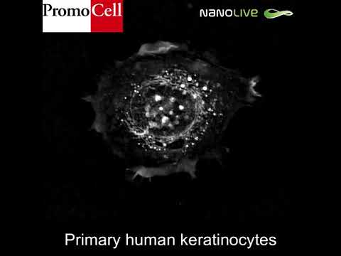 Label-free live cell imaging of primary human keratinocytes for 1h50mins