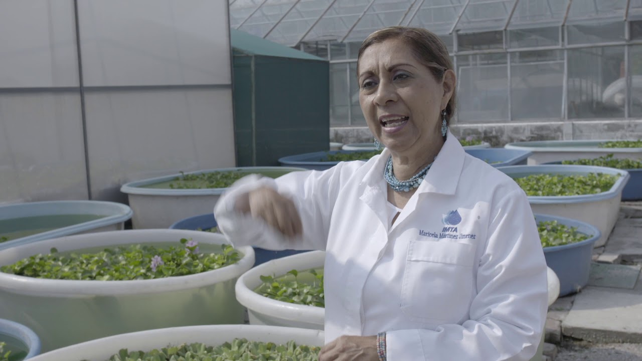Especies exóticas invasoras - Plantas acuáticas