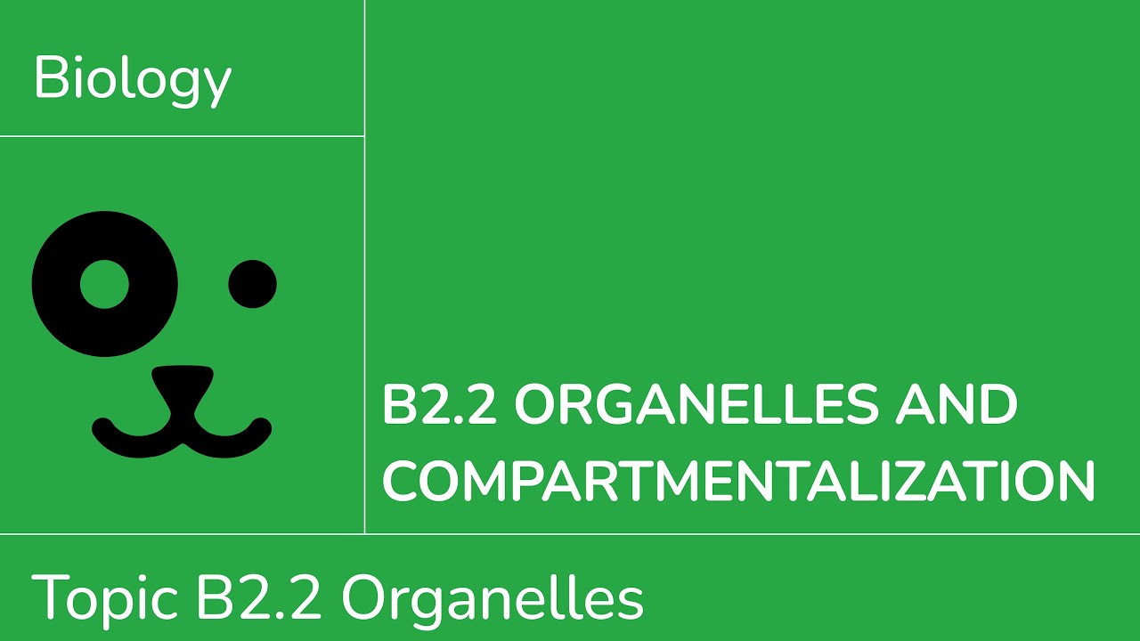 B2.2 Organelles and Compartmentalisation [IB Biology SL/HL]