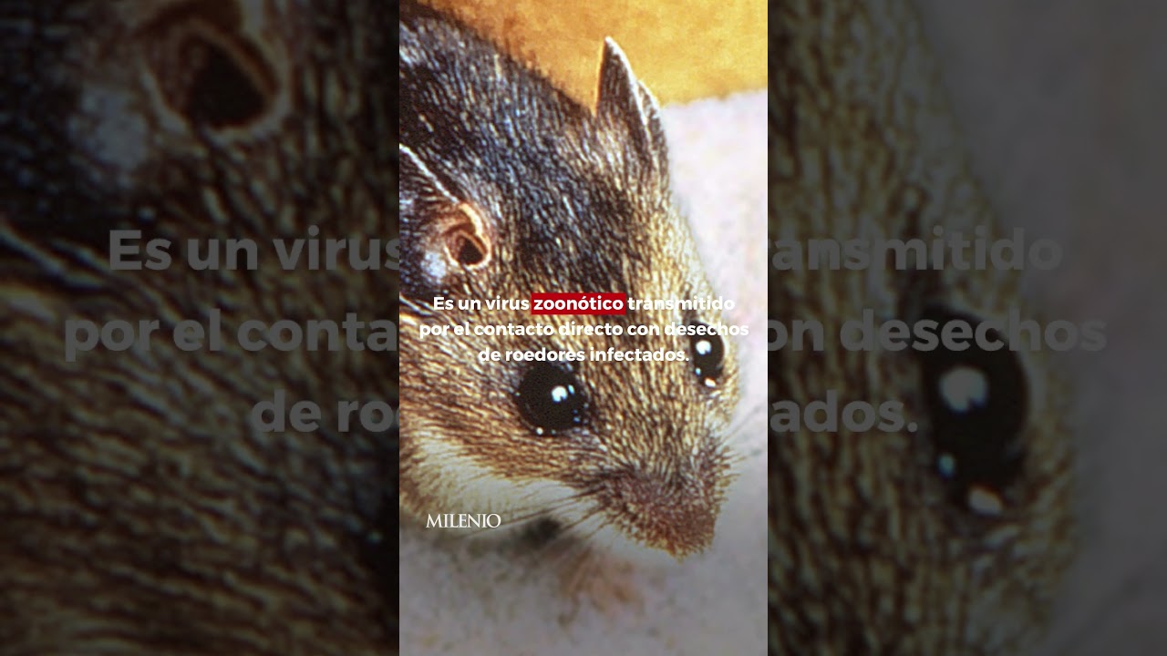 ¿La próxima pandemia? La verdad sobre el Hantavirus y el riesgo epidemiológico