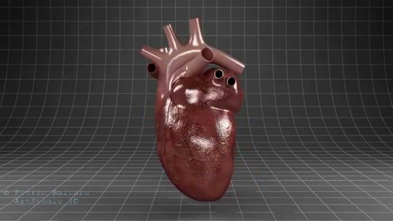 Anatomy - 3d Heart - CGTRADER