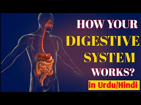 Digestion of Food | Digestive System | How your digestive system works? in Urdu/Hindi