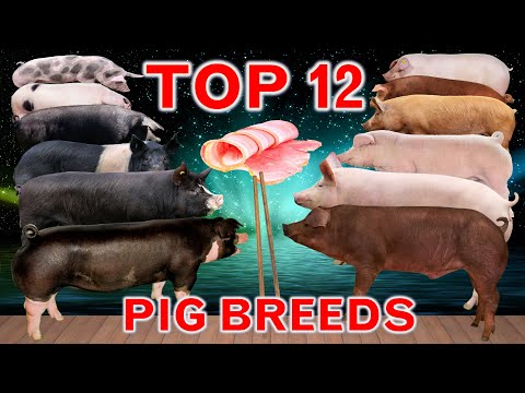 Top 12 Fast-Growing Pig Breeds in the World | Best Fattening Pigs