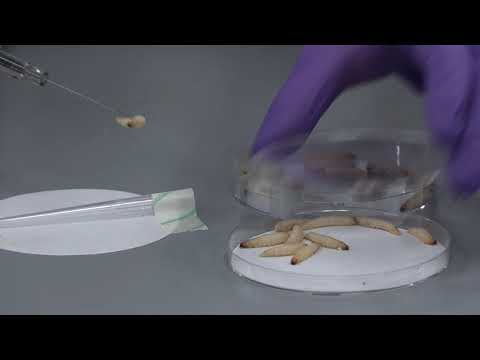07 Immunomodulation - assessing shift in survival of TruLarv™ when adding an immunomodulator