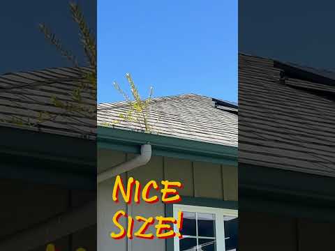 Gutter needs tree removal #shortvideo #shorts #cleaning #guttercleaning