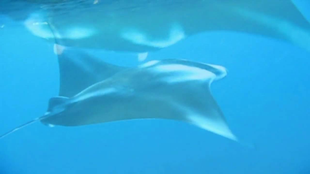 Manta Rays on Guam HD
