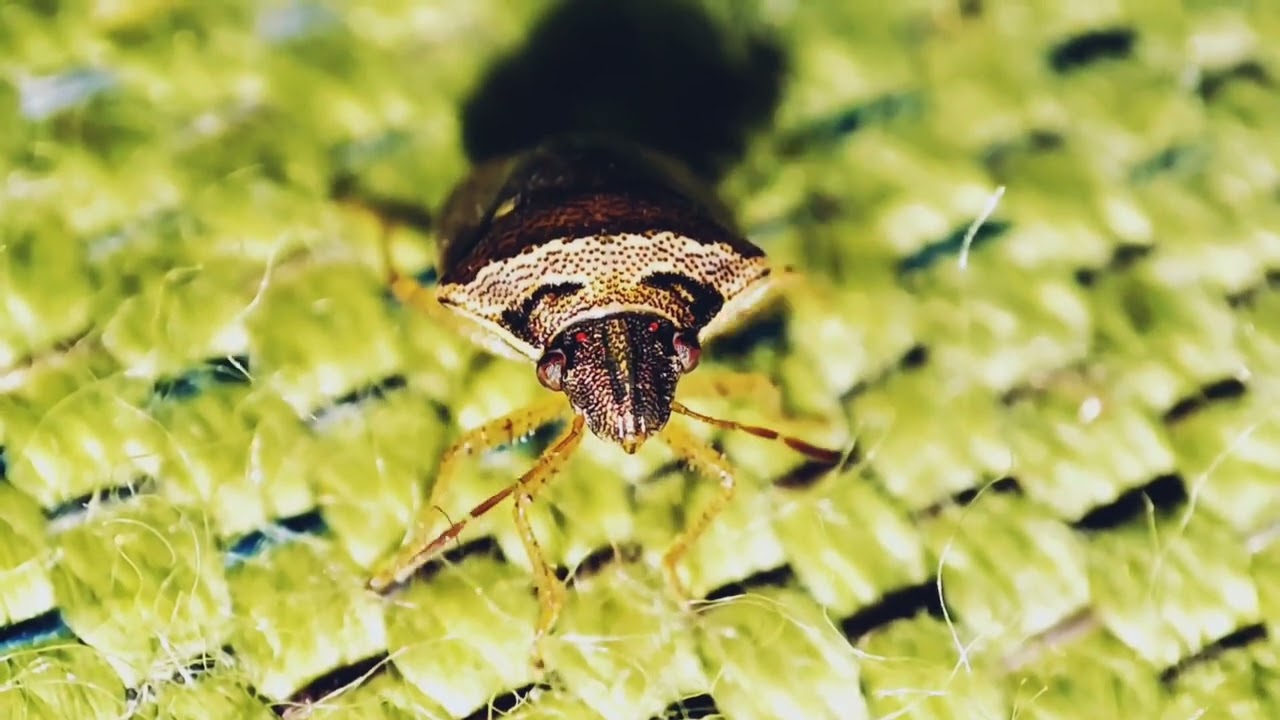 Documentary on Insect. About Parent bug also known as Elasmucha Grisea