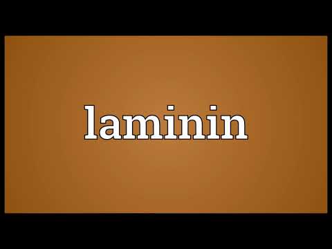 Laminin Meaning