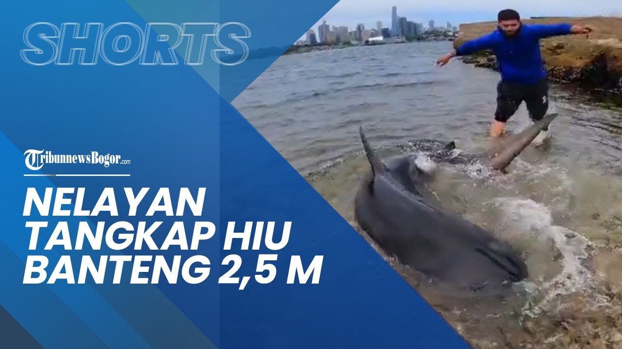 Viral Nelayan Tangkap Hiu Banteng Sepanjang 2,5 Meter di Perairan ...