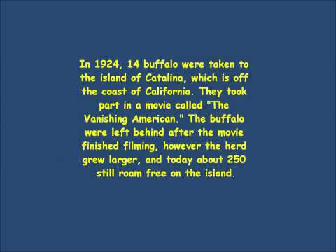 1920s fun facts