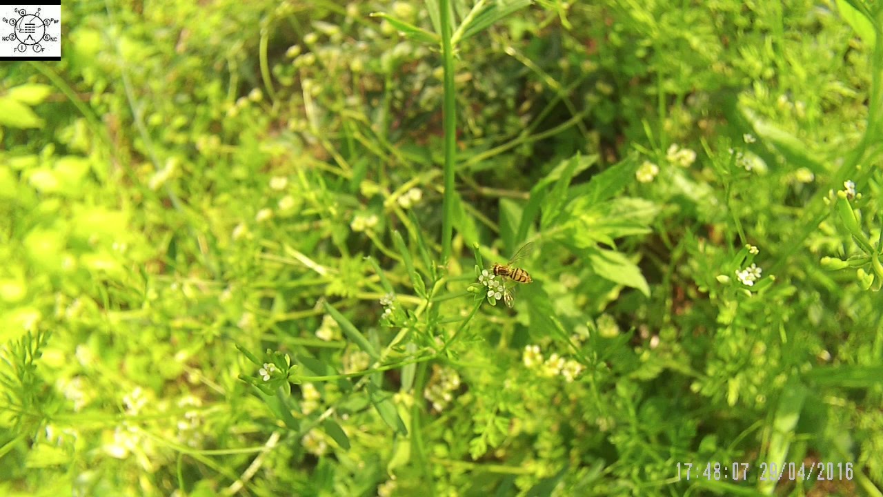 Hoverfly - 20160429