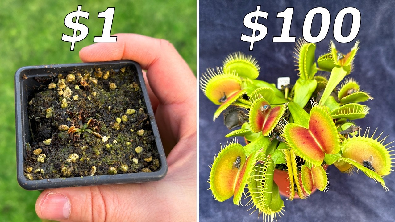 $1 vs $100 Venus Flytrap