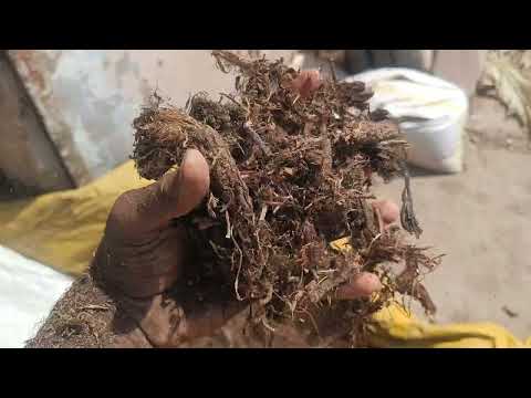 Nardostachys Jatamansi - Spikenard Latest Price, Manufacturers & Suppliers