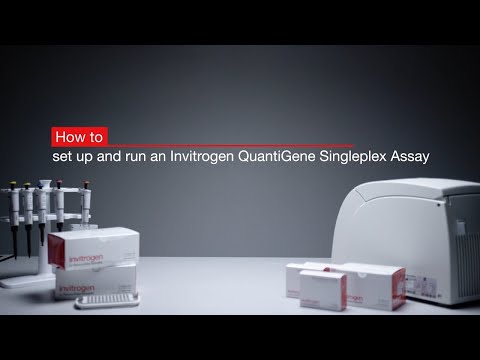 How to set up and run an Invitrogen™ QuantiGene™ Singleplex Assay
