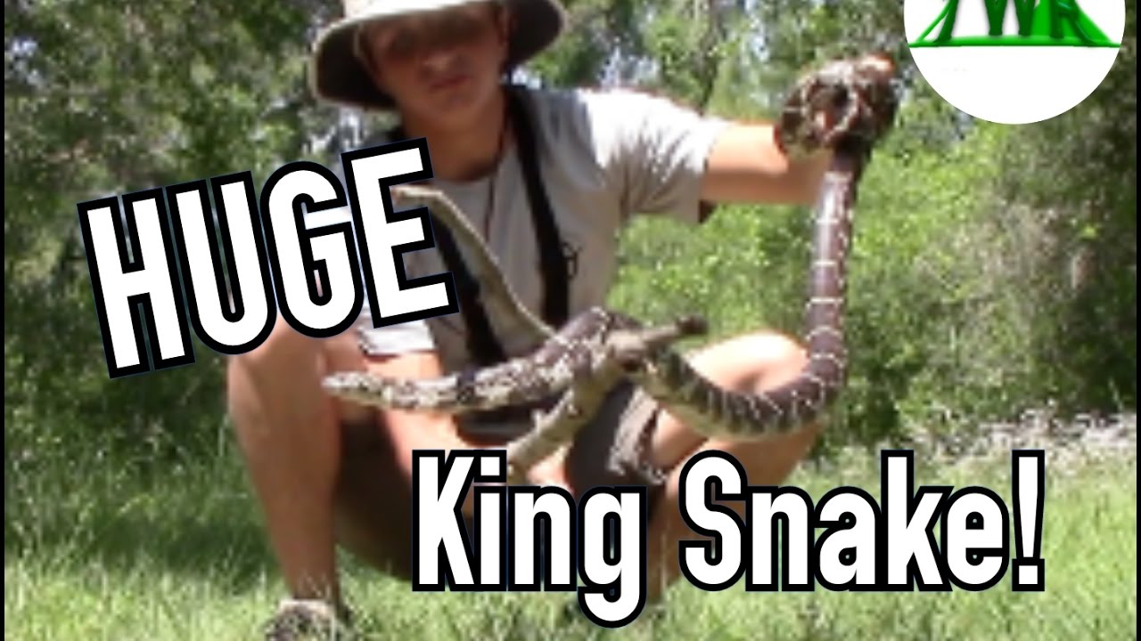 Learn About The Incredible Eastern King Snake!