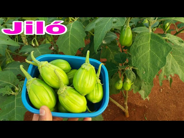 Uma das melhores formas de plantar jiló – Forma simples e muito ...