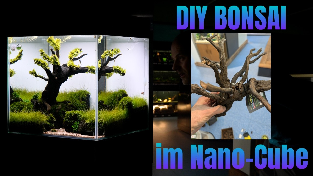 Nano Aquarium mit selbstgebautem Bonsai – So haben wir’s gemacht!