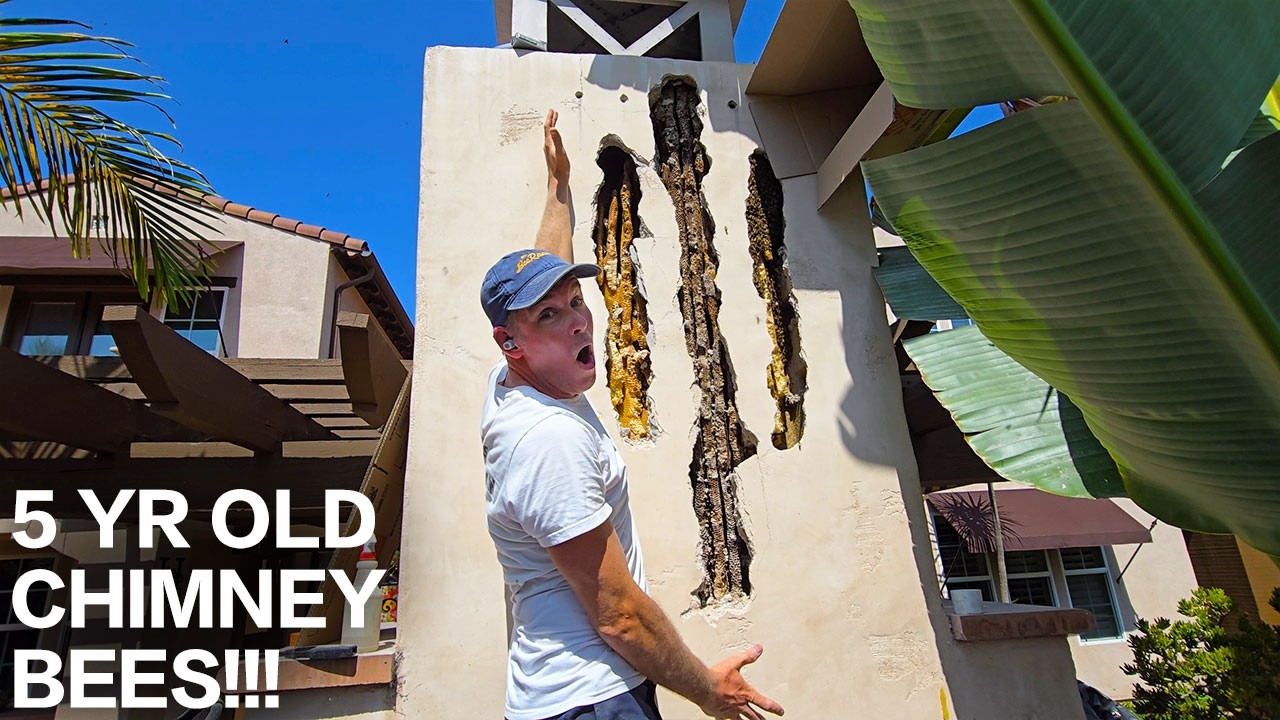 HUGE Bee Hive in Chimney!