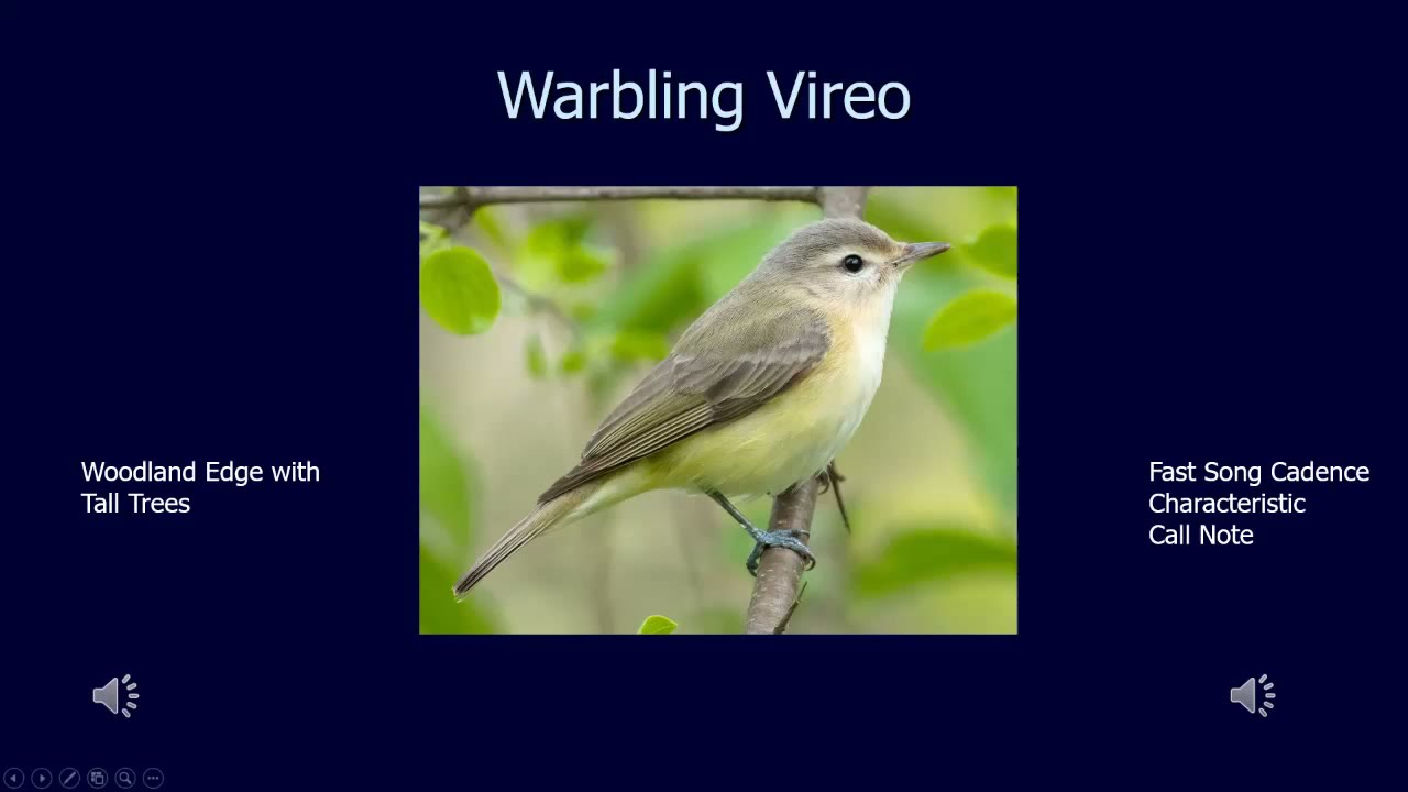 Mini-Tutorial: Birding by Ear: Vireos