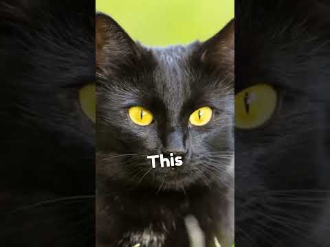 Bombay Cat facts | Did you Know This About Bombay Cats?