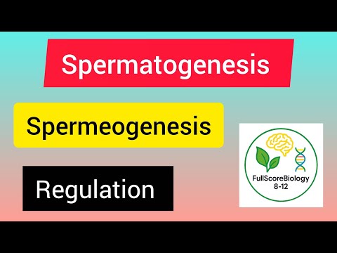 Spermatogenesis Explained | 12 th Biology | Human Reproduction | sperm formation |regulation| CBSE