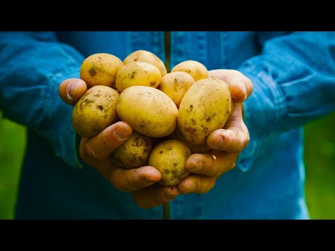 How to grow Irish potatoes in bags- The Ultimate Guide – ROS FARM