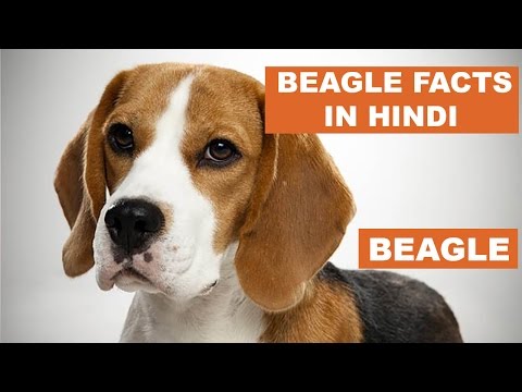 Beagle Dog Facts In Hindi | Dog Facts | Popular Dogs | The Ultimate Channel