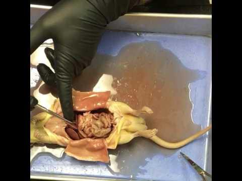 Basic Rat Dissection - Abdomen and Chest Cavity