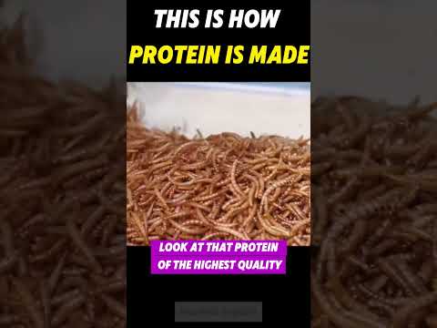 This is how protein powder is made
