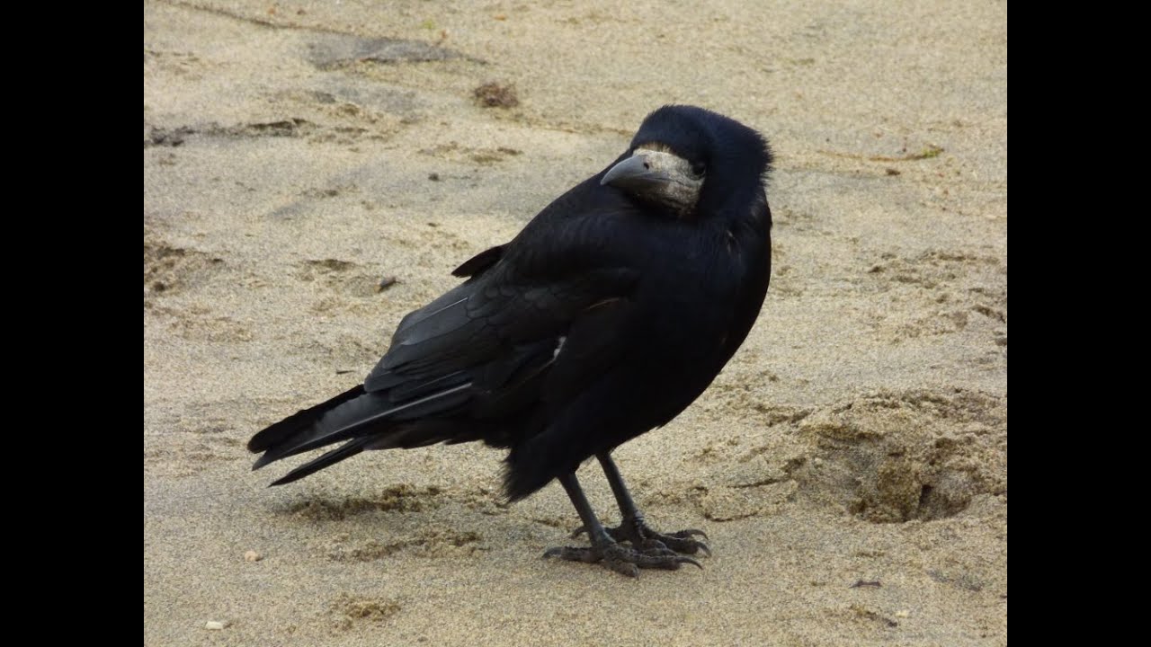 What is a group of rooks called?