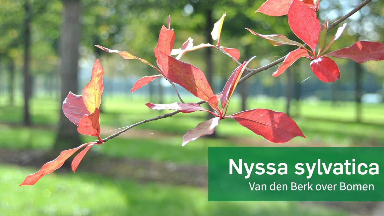 Nyssa sylvatica | Zwarte tupeloboom | Van den Berk Boomkwekerijen