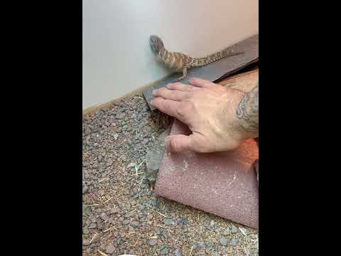 Building trust with a Uromastyx after an enclosure change made him skittish. #uromastyx #reptiles