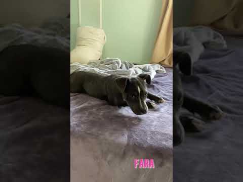 Fara - R.A.R.E adoptable PUPPY available for adoption!