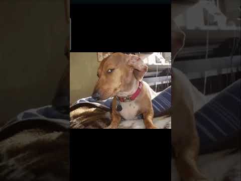 Bombastic side eye #dog