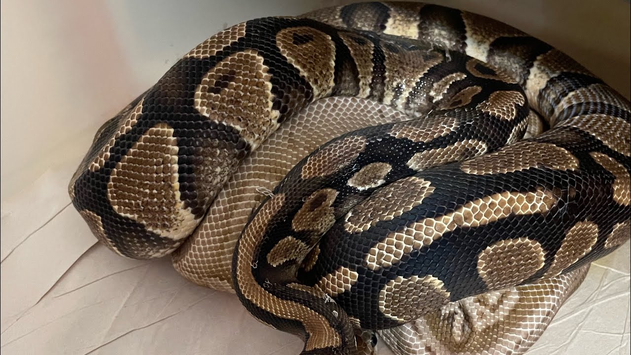 Highway BALL PYTHON BREEDING Project