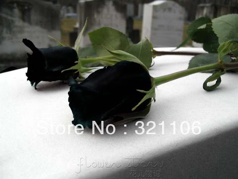 black rose - black rose meaning