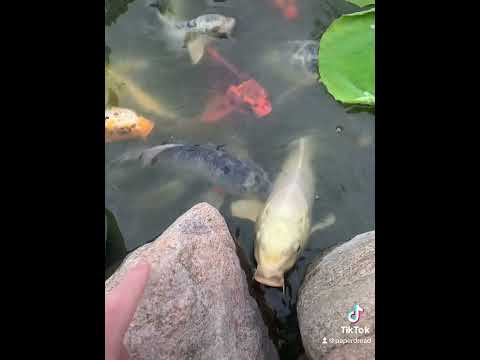 Flower shop koy #bassfishing #fishingdaily #fishing