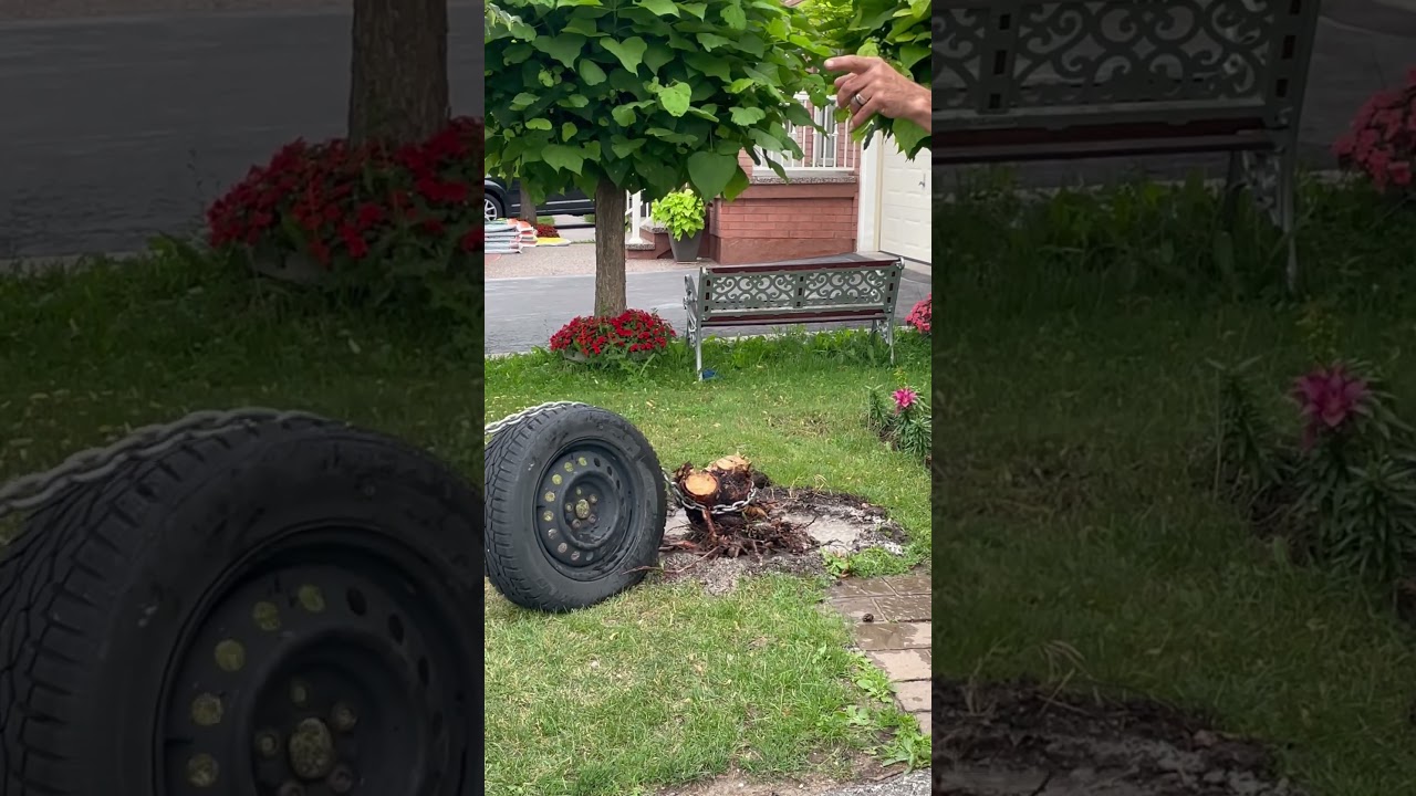 How to remove deepest tree root using tire #trees #roots #ontario #easywoodworking #woodwork.