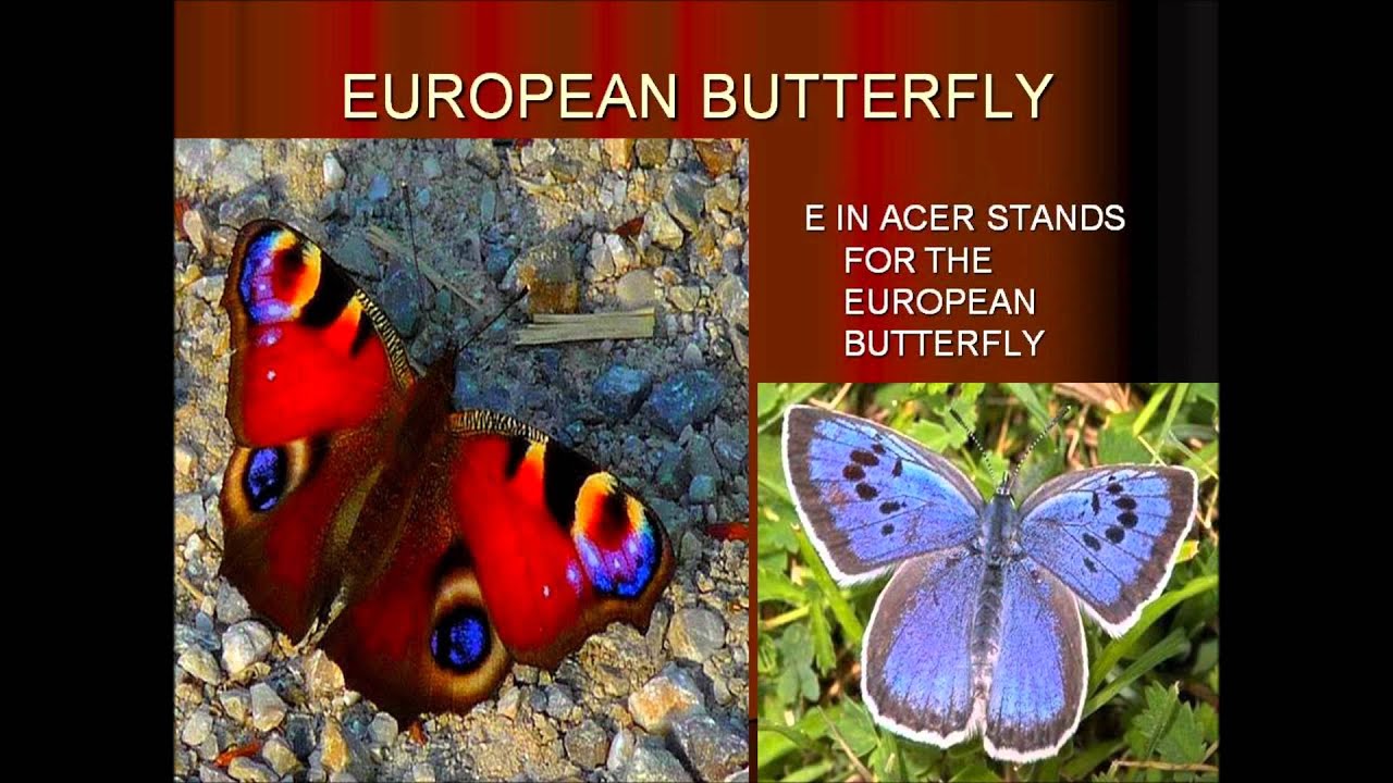 Acer Powerpoint Contest- Insects
